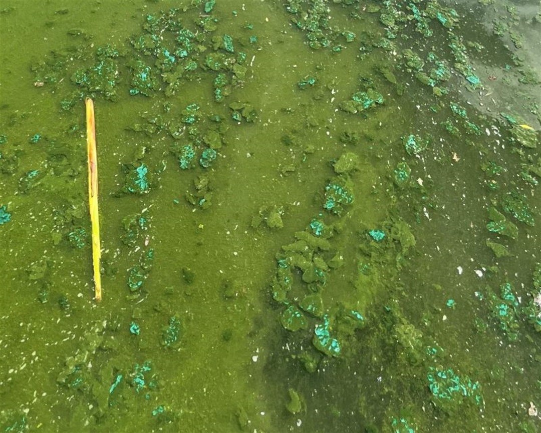 Green Algae Bloom